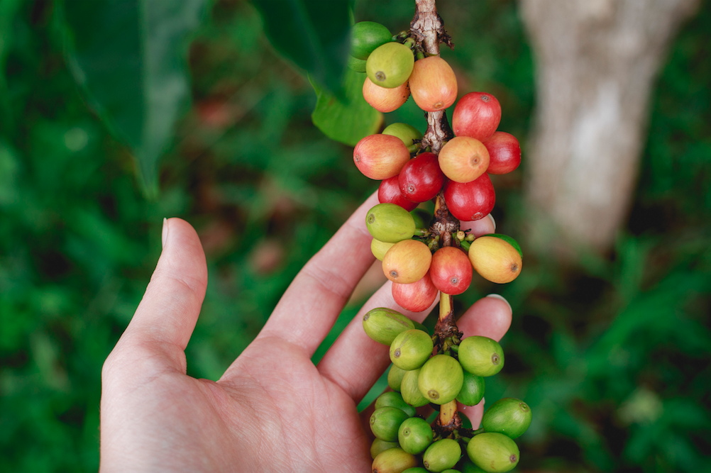 Geisha: o café panamenho mais desejado do mundo – SM Cafés